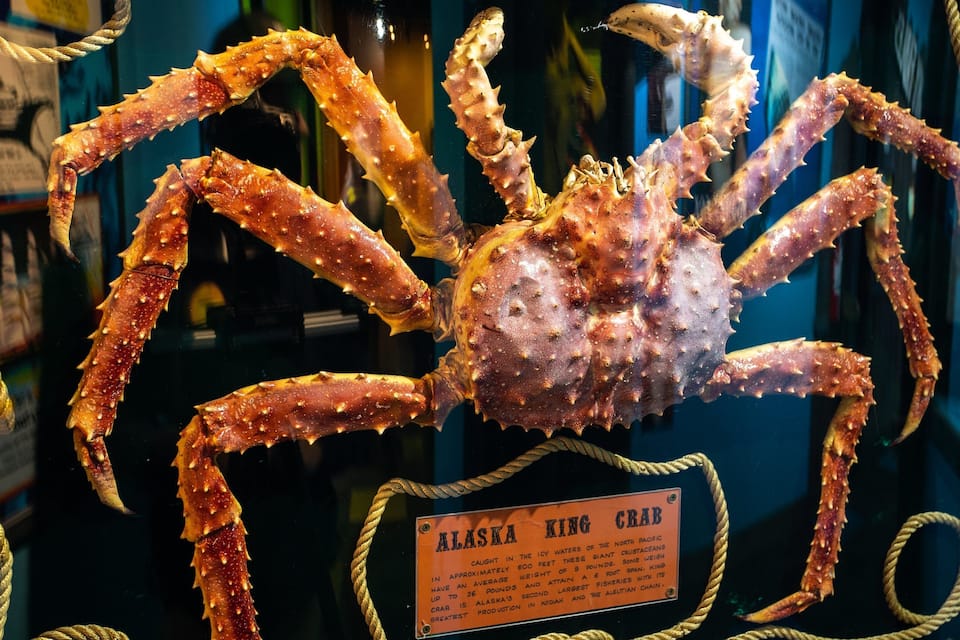 Um grande caranguejo-rei do Alasca exposto numa vitrine.