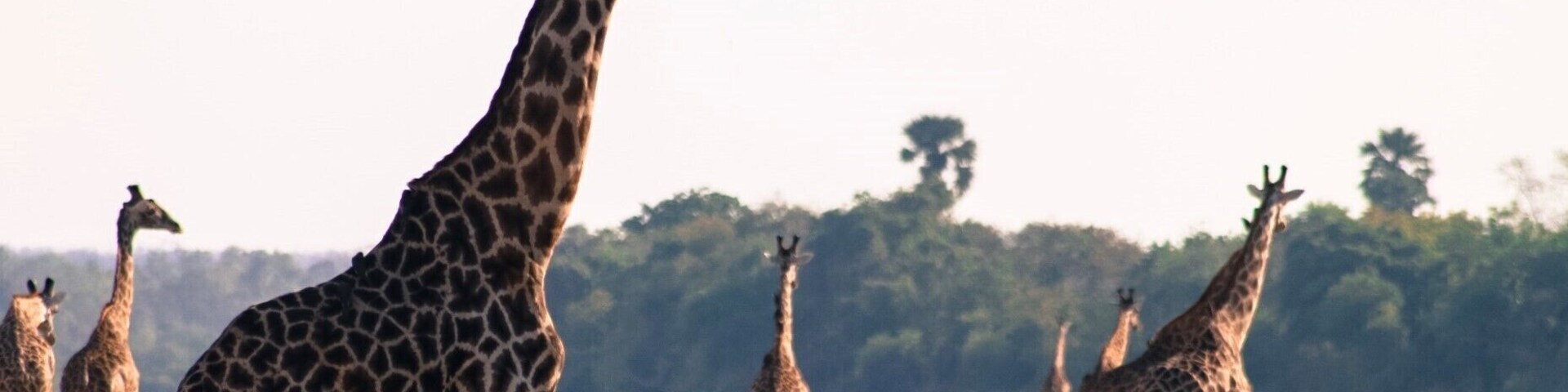 Um grupo de girafas em uma paisagem de savana com árvores esparsas ao fundo.