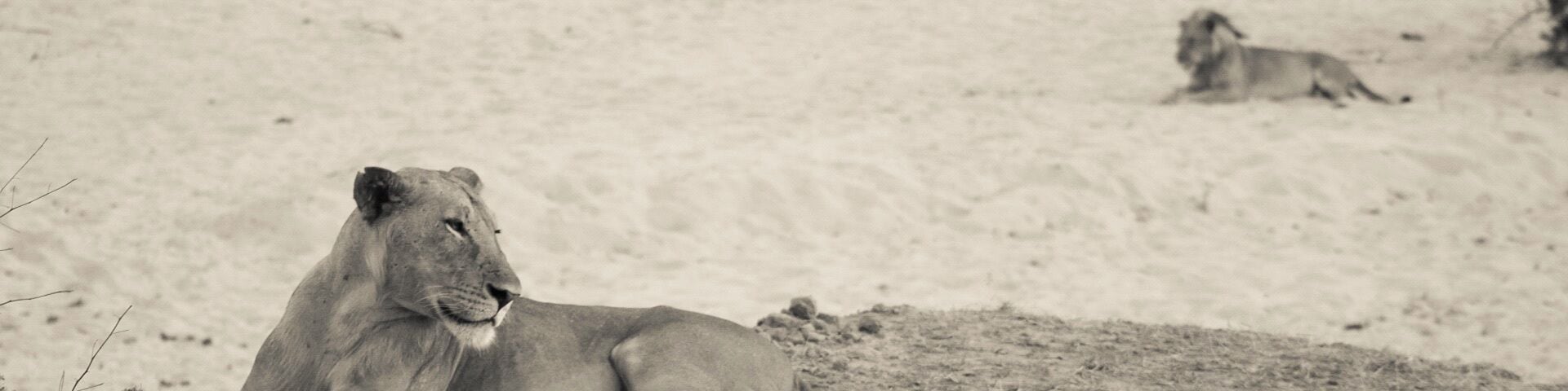 Two brothers relaxing in the evening light.
We came across these 2 lions before we stopped our some evening drinks on the way back to the camp.
The Selous is a great place to see lions, however don't expect big manes as the males here rarely grow one.
#lifeatexpedia #wildlife