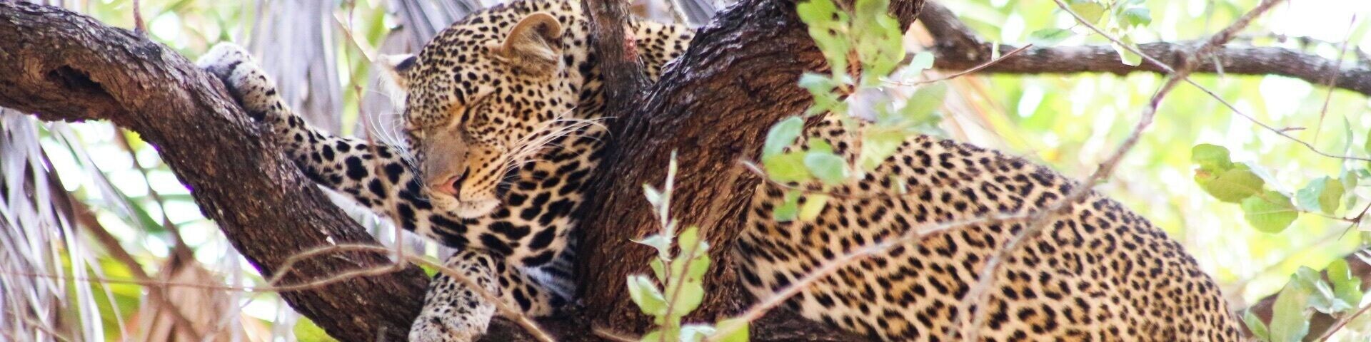 Expertly spotted by Ernest, our guide at Sand Rivers, this leopard soon settled to our presence and went for a nap up in its tree top bed.
#lifeatexpedia #wildlife