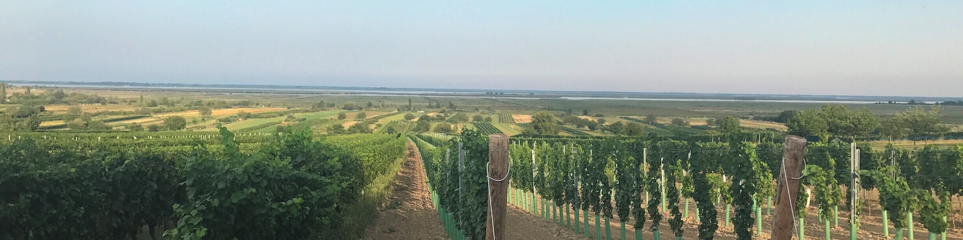 wine yards on the shore of Lake Neusiedel (very good wine!)