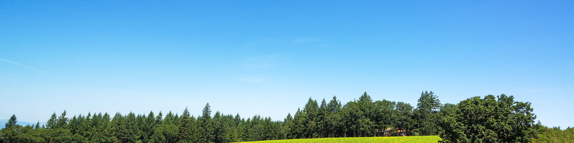 Vinhedo com fileiras de videiras e uma estrada de terra.