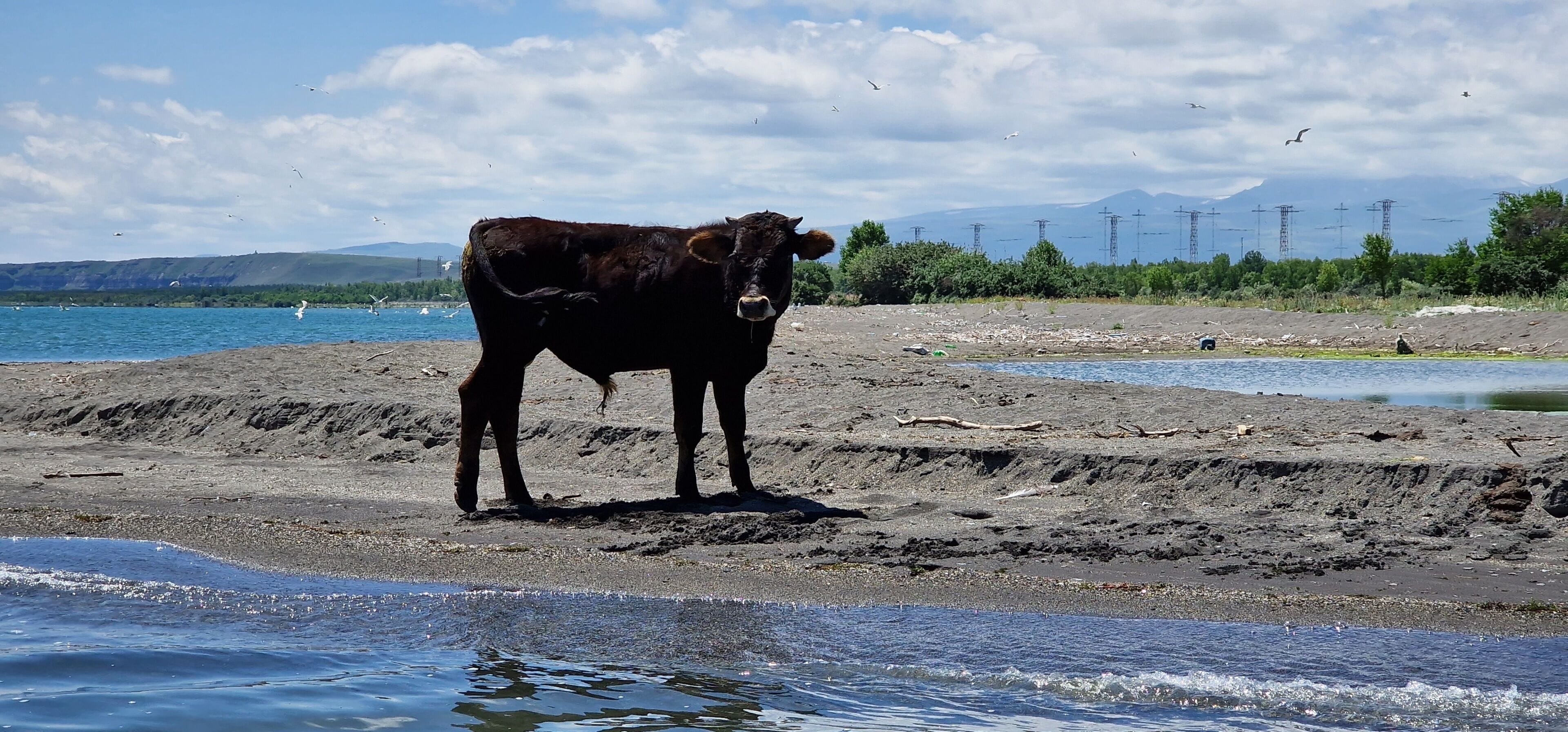 Uma vaca em uma praia arenosa, com um corpo d'água e montanhas ao fundo.