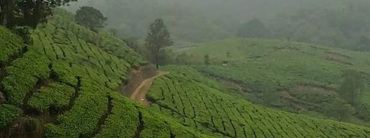 Tea plantation near Vagamon / Kerala /India