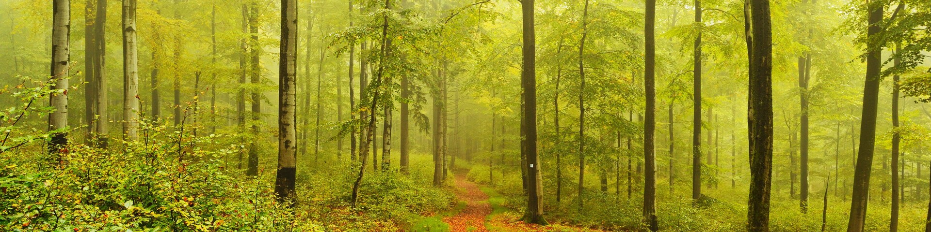 Uma trilha na floresta, com árvores e folhagem.