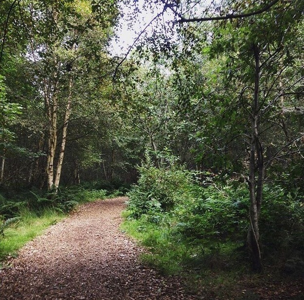 Aden Country Park in Scotland. A lovely walk no matter the weather. #rainorshine #green