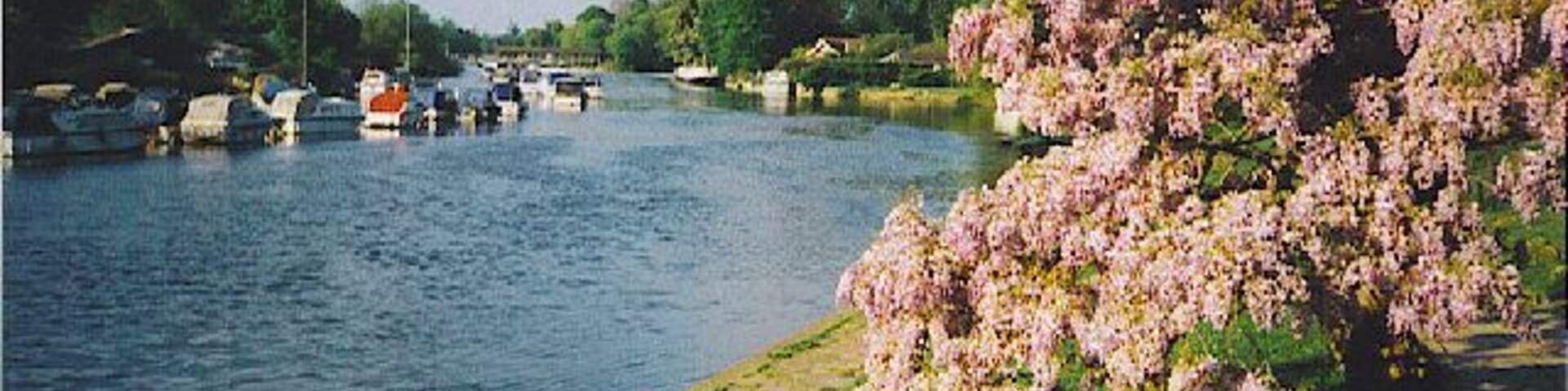 The Thames at Sunbury. Springtime on the Thames at Lower Sunbury, an exclusive residential area of London suburbia. Riverside views raise astronomic property prices even higher! Here wistaria blooms alongside the riverbank and the moored cabin cruisers.