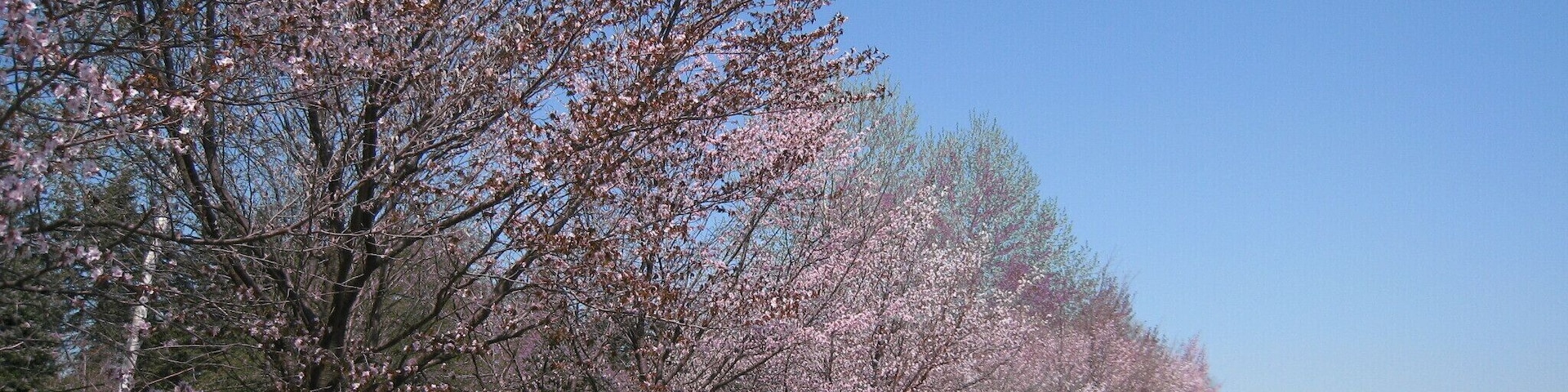 Pink road