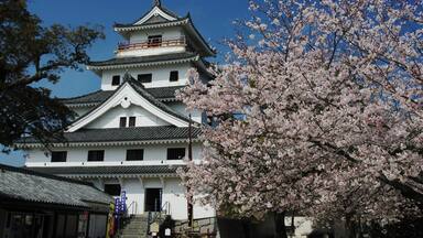 Um castelo japonês tradicional, com paredes brancas e vários níveis, rodeado por cerejeiras em flor.