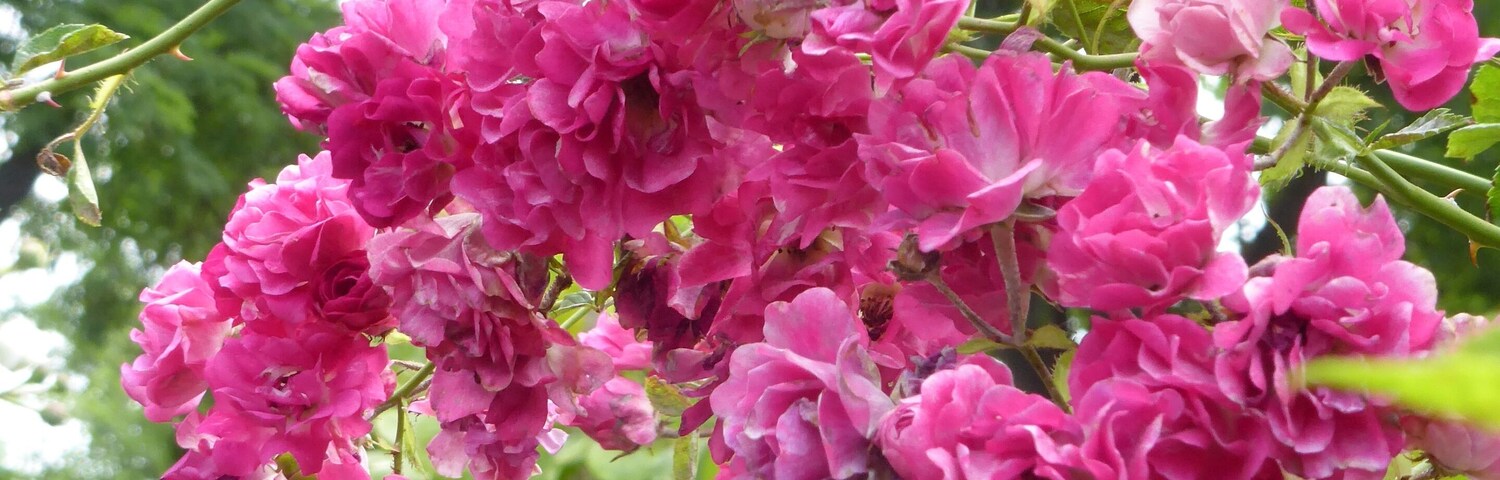 Rosa 'Purpurtraum' (Kayser & Seibert, 1922) in the Rosarium of Sangerhausen (Saxony-Anhalt, Germany)