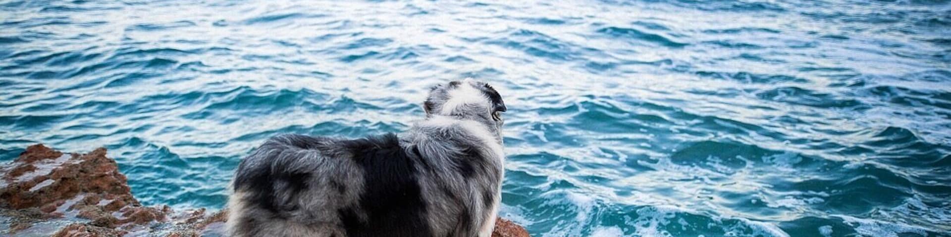 🌊