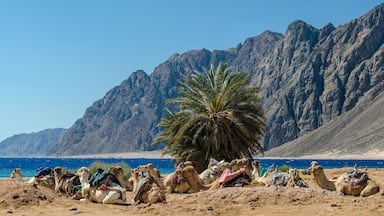Caminhos descansando perto de uma palmeira em uma praia desértica, com montanhas ao fundo.