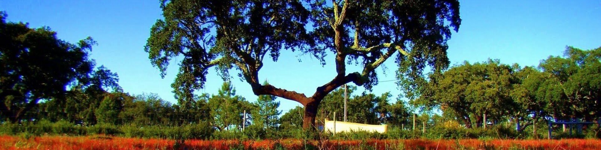 #montargil #portugal #GreatOutdoors
Local para descansar e se desligar dos problemas do cotidiano ...
Place to rest and disconnect from everyday problems ...