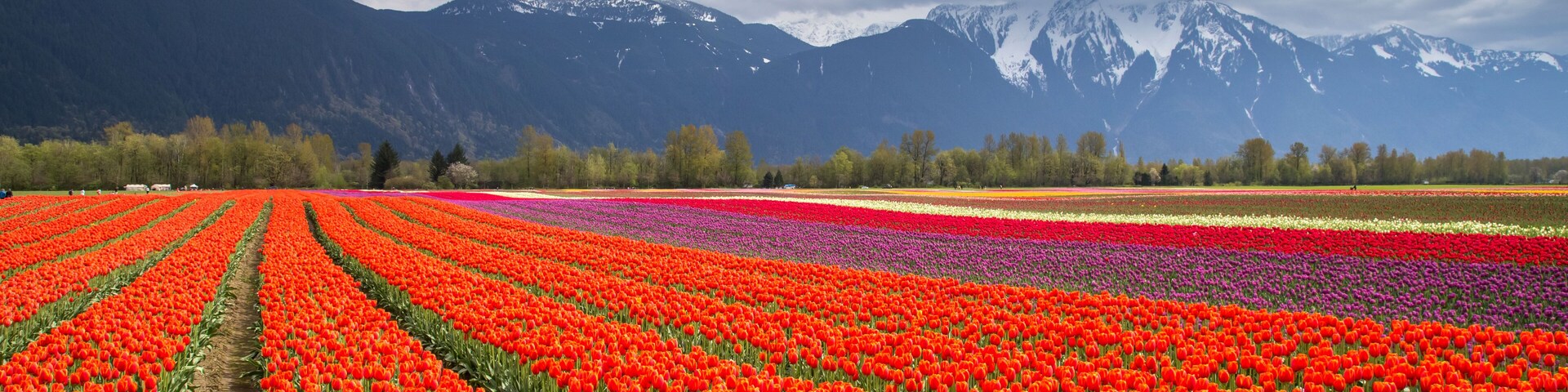Um campo de tulipas com uma cordilheira ao fundo.