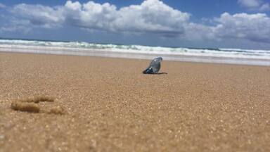 Uma praia com uma gaivota na areia e ondas ao fundo.