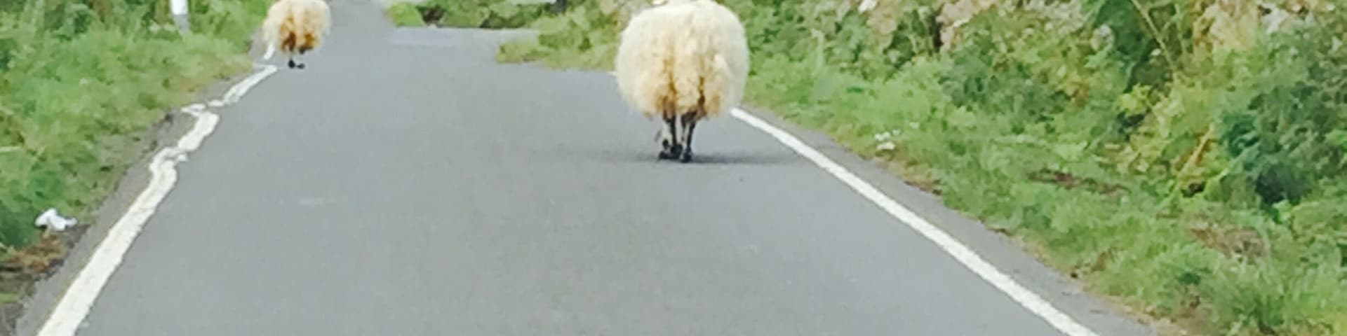 Sheep sheep and more sheep!