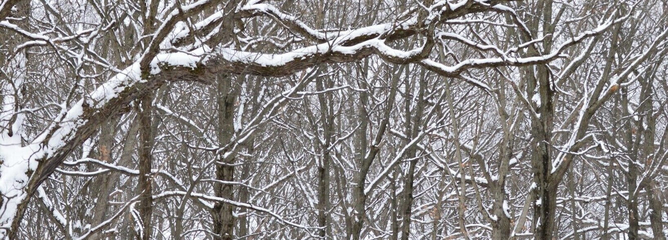 "What are men to rock and mountains?" - Jane Austen. These may not be mountains but they're some of the tallest trees near Chicago. "Swallow Cliff is a 100-foot-high bluff formed 12,000 years ago" and it continues to amaze hikers today. #BvSApplication