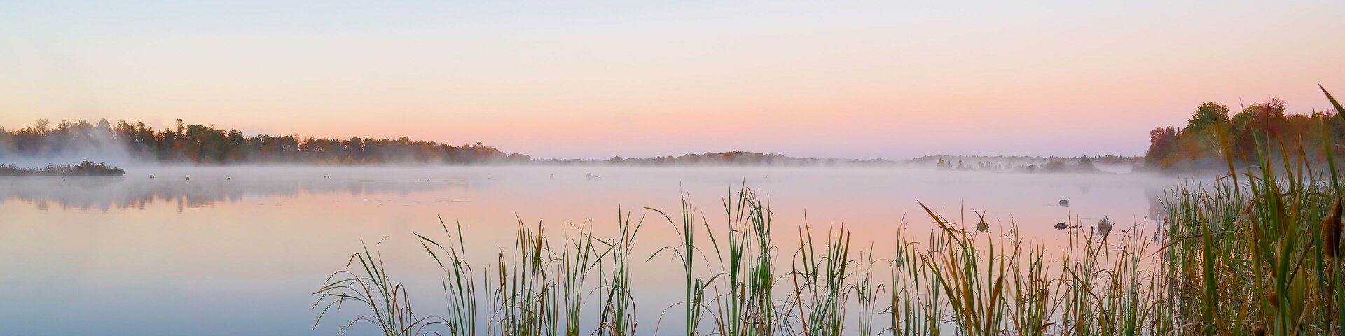 Um lago calmo ao amanhecer, com grama alta em primeiro plano e uma floresta nevoenta ao fundo.