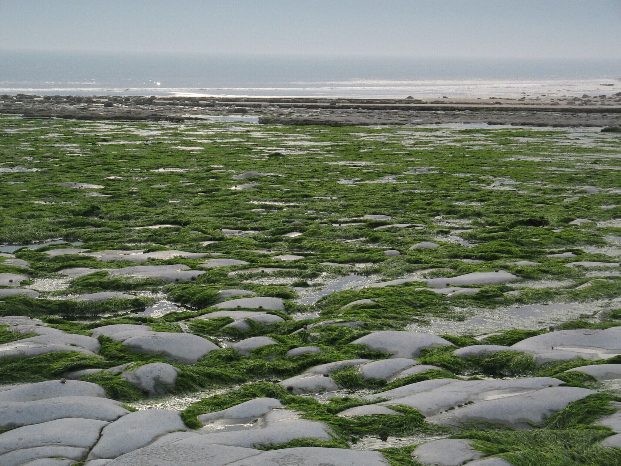 Uma praia rochosa com algas verdes.