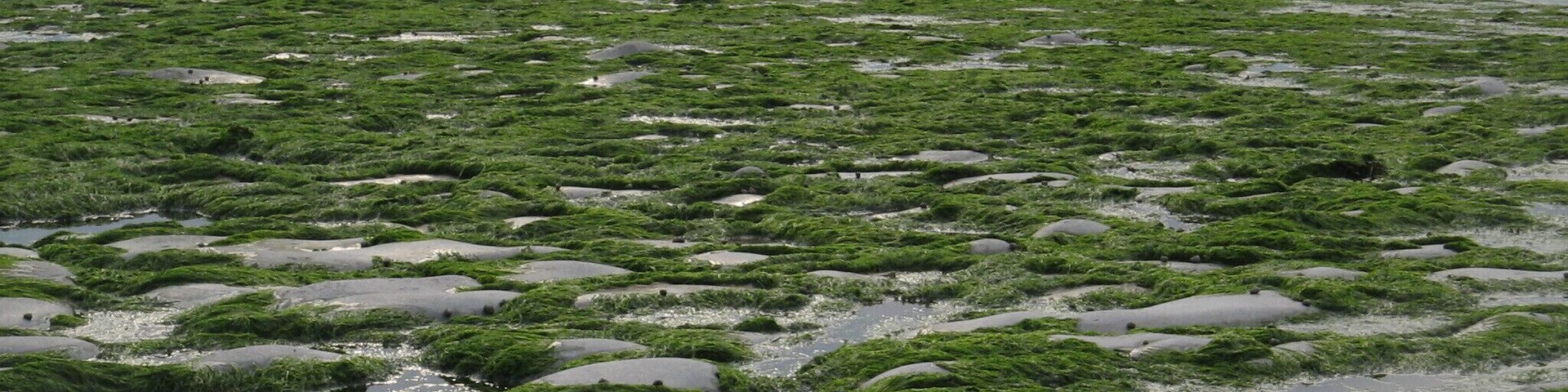 Uma praia rochosa com algas verdes.