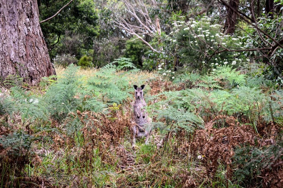 Um canguru numa floresta com samambaias e árvores.