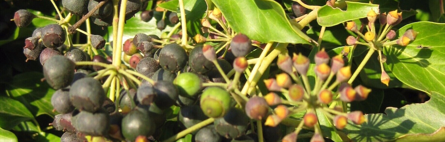 The grapes here are cultivated by a traditional organic method to produce great wine.
-2015