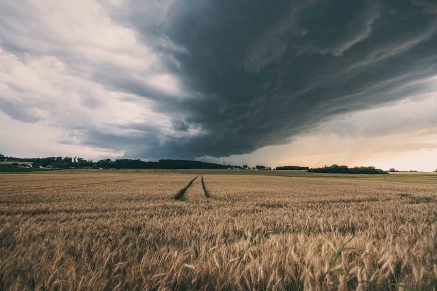 Campo de trigo sob um céu tempestuoso com uma nuvem escura se aproximando.