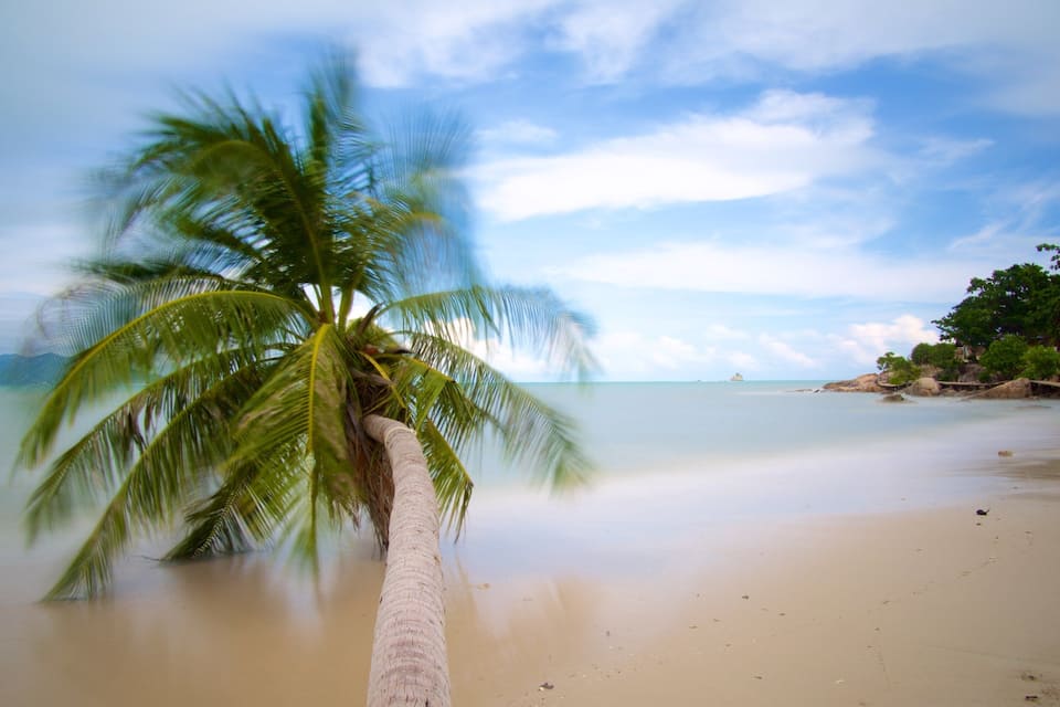 Uma palmeira numa praia arenosa com águas calmas e céu limpo.
