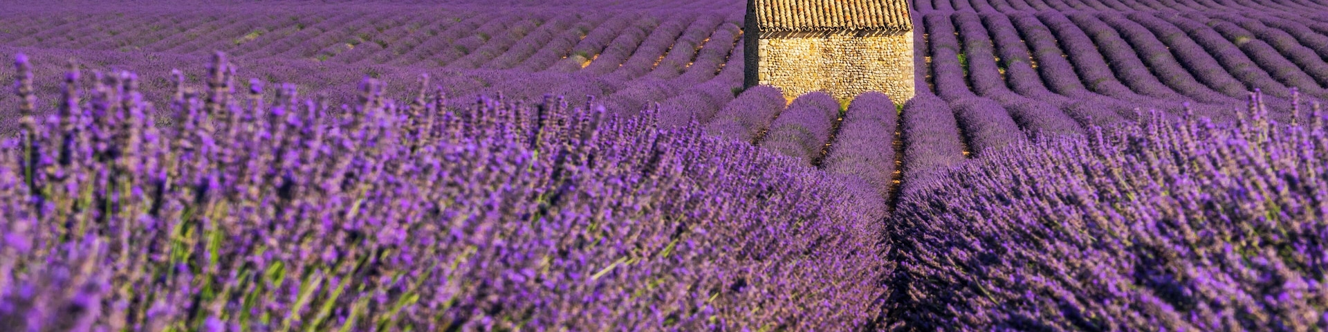 The perfect postcard of Provence in this field of lavender #TroveOnTuesday
