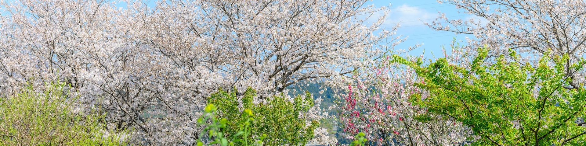 Flores de cerejeira, árvores verdes e flores amarelas em um parque.