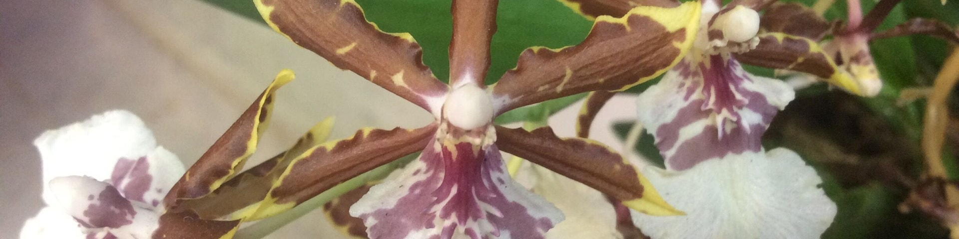 Minha vida em flor orquídea