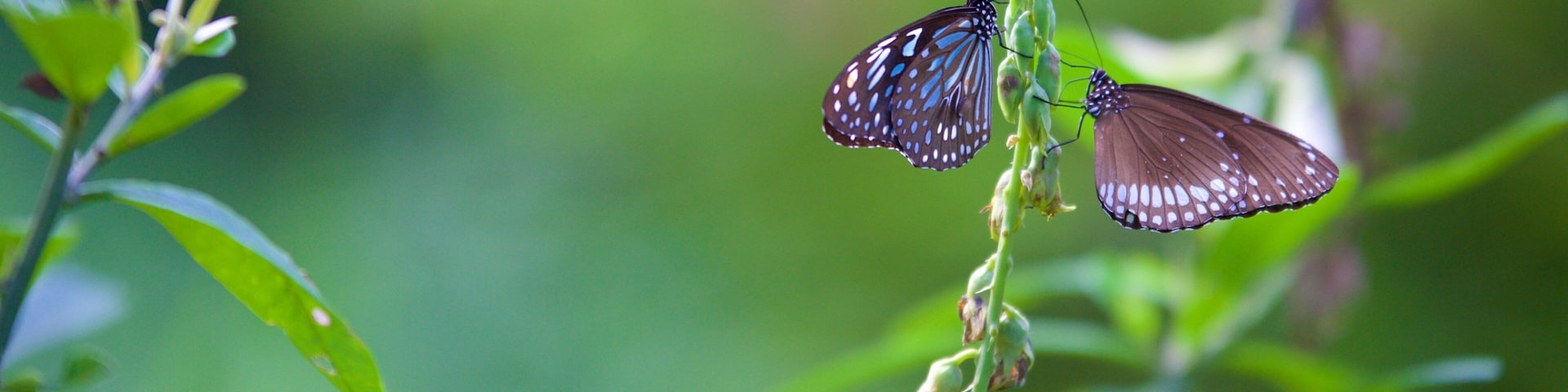 Santuário Kumarakom Bird mostrando animais