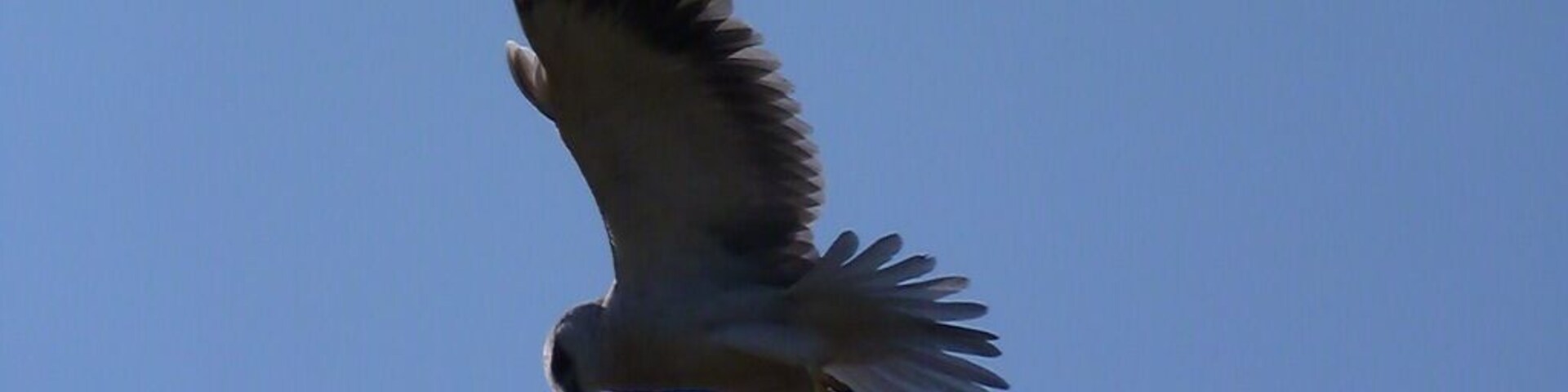 Not sure what bird of prey this is - took the photo December 2013