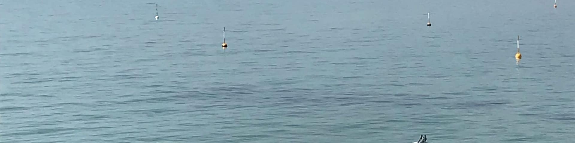 Água calma com um pequeno barco ancorado perto da costa.