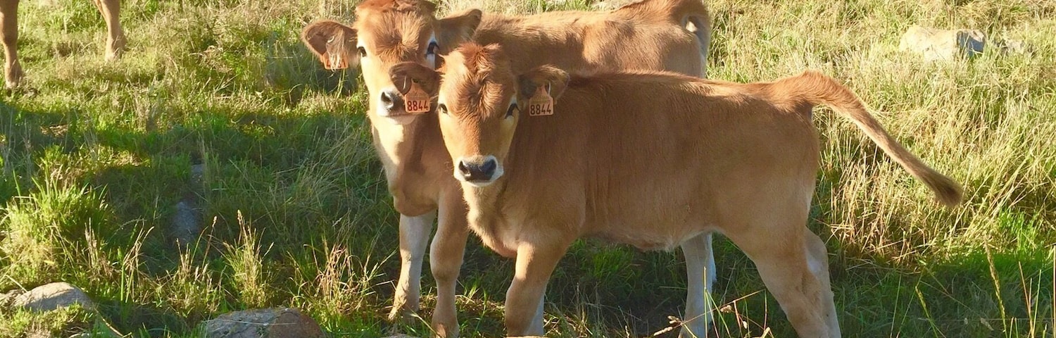 I was walking along a dirt road near Ruiloba and saw these sibling calves who were quite curious