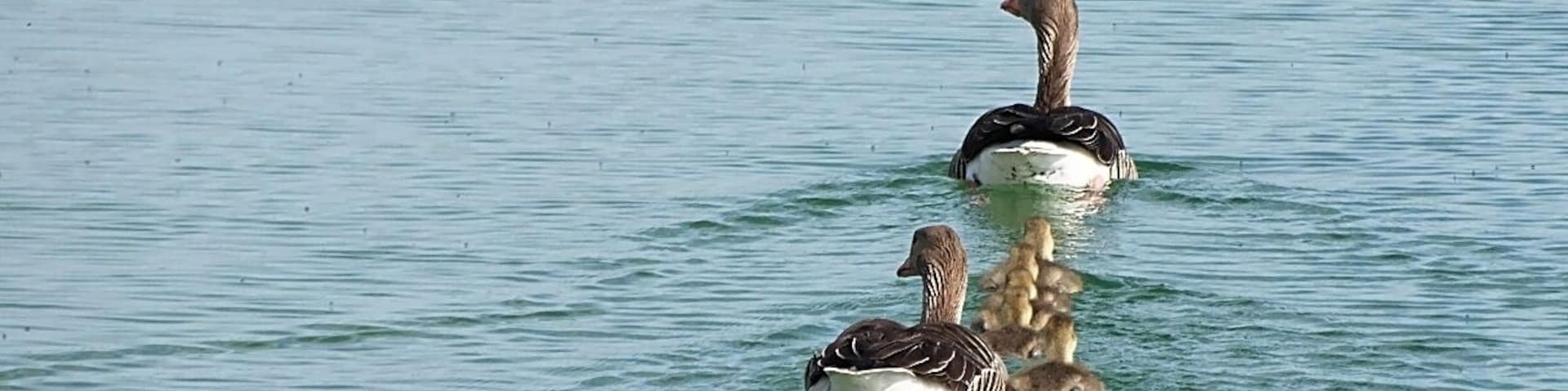 Greylag Goose family (Infineon Park, Neubiberg, Germany)