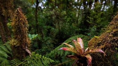 Uma floresta exuberante com um tronco de árvore coberto de musgo e uma planta com folhas rosa e amarelas.