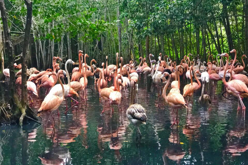 Uma floresta densa com numerosos flamingos em águas rasas.