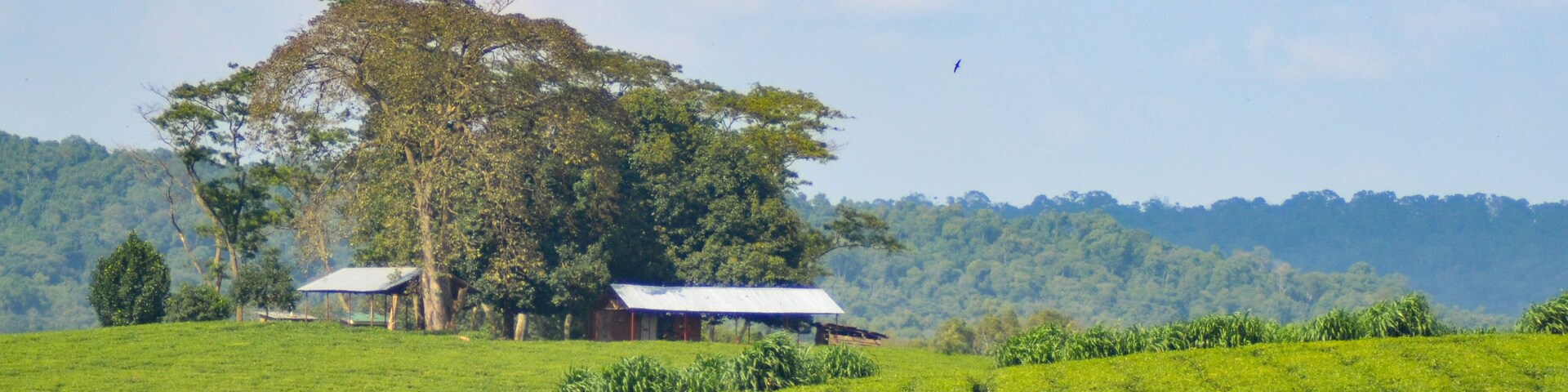 Plantação de chá verde exuberante com fileiras de plantas de chá, uma árvore grande e dois edifícios pequenos.