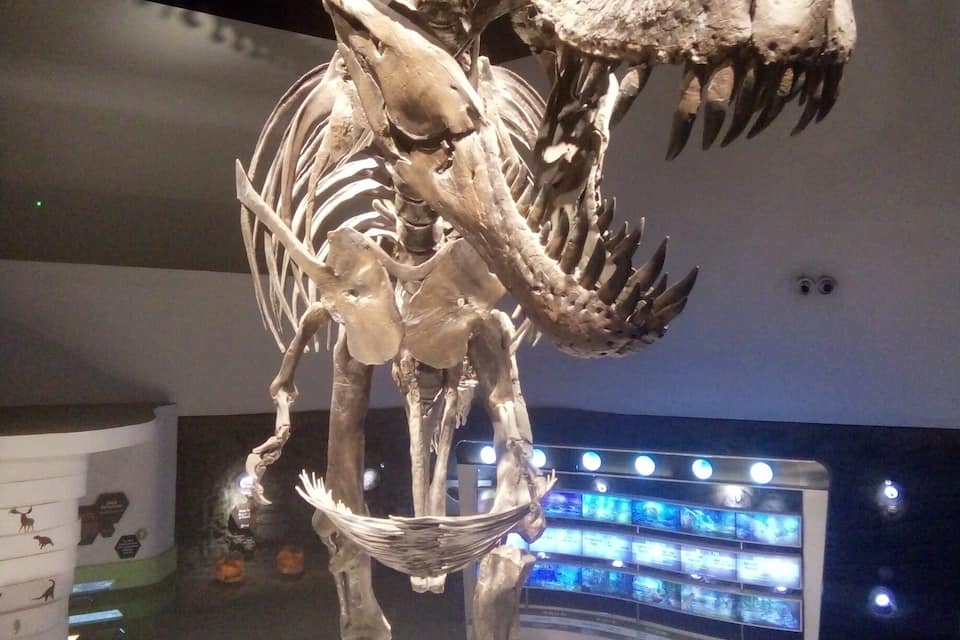 Exposição de um esqueleto de dinossauro em um museu.