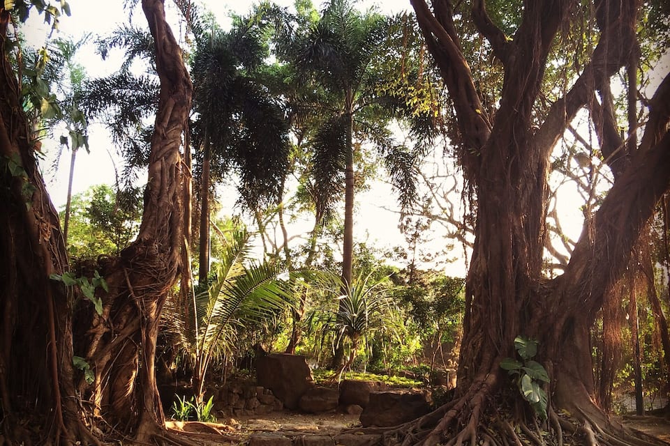 Uma área arborizada com uma escadaria de pedra, cercada por árvores grandes com raízes expostas.