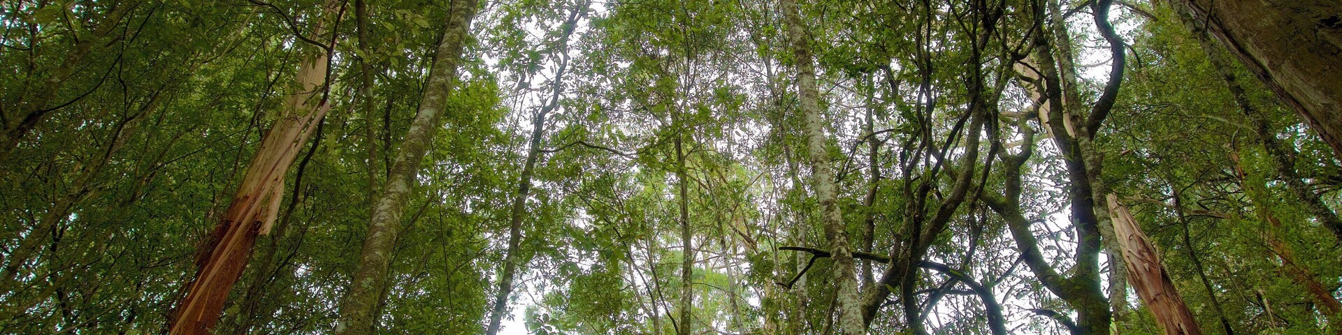 Great Otway National Park showing forests