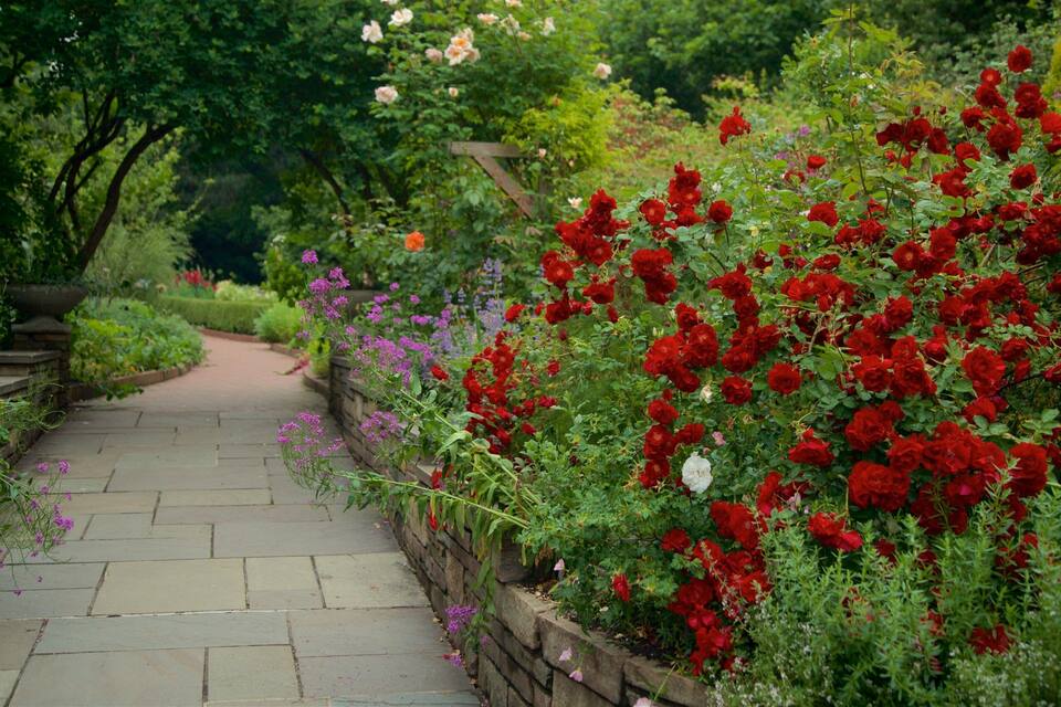 Um caminho de pedra ladeado por rosas vermelhas vibrantes e flores roxas, serpenteando por um jardim exuberante.