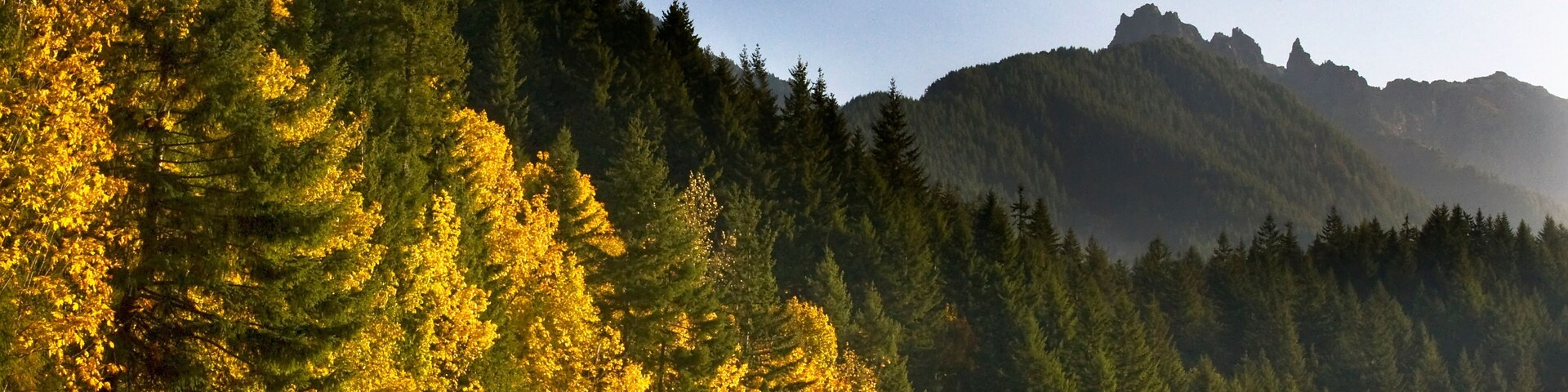 Uma floresta com árvores de cores outonais e uma cordilheira ao fundo.