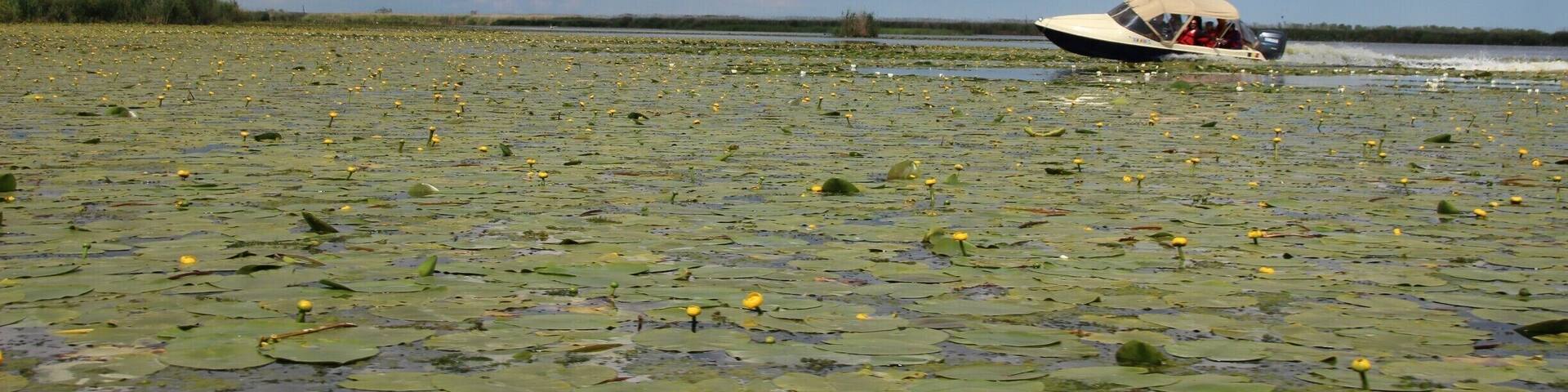 Danube Delta Adventures - waterlilies and motorboats