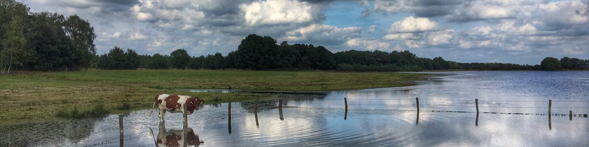 Bathing cow @ Beleven in Reusel,the Netherlands.