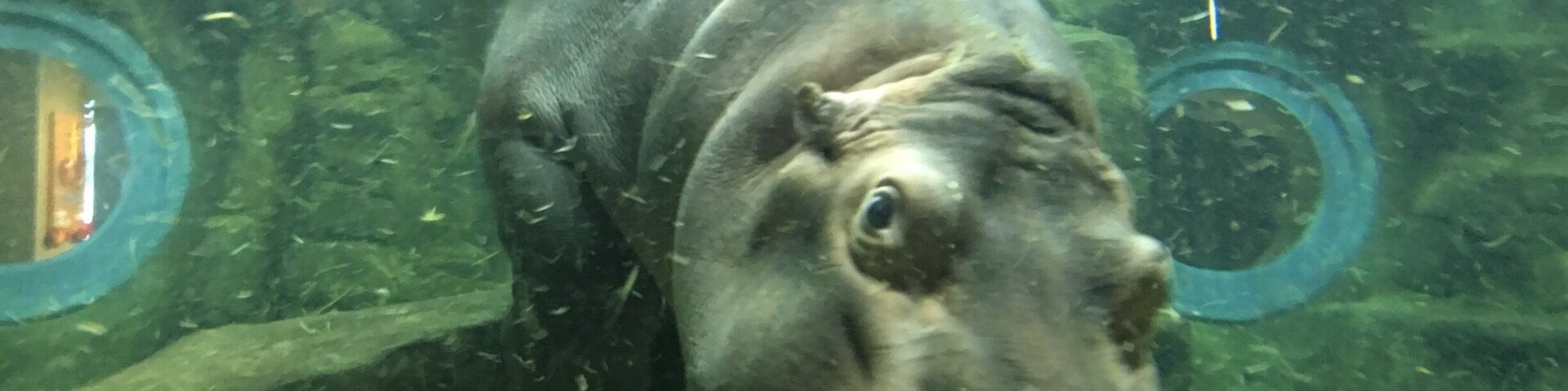 Um hipopótamo debaixo d'água em um recinto de zoológico.