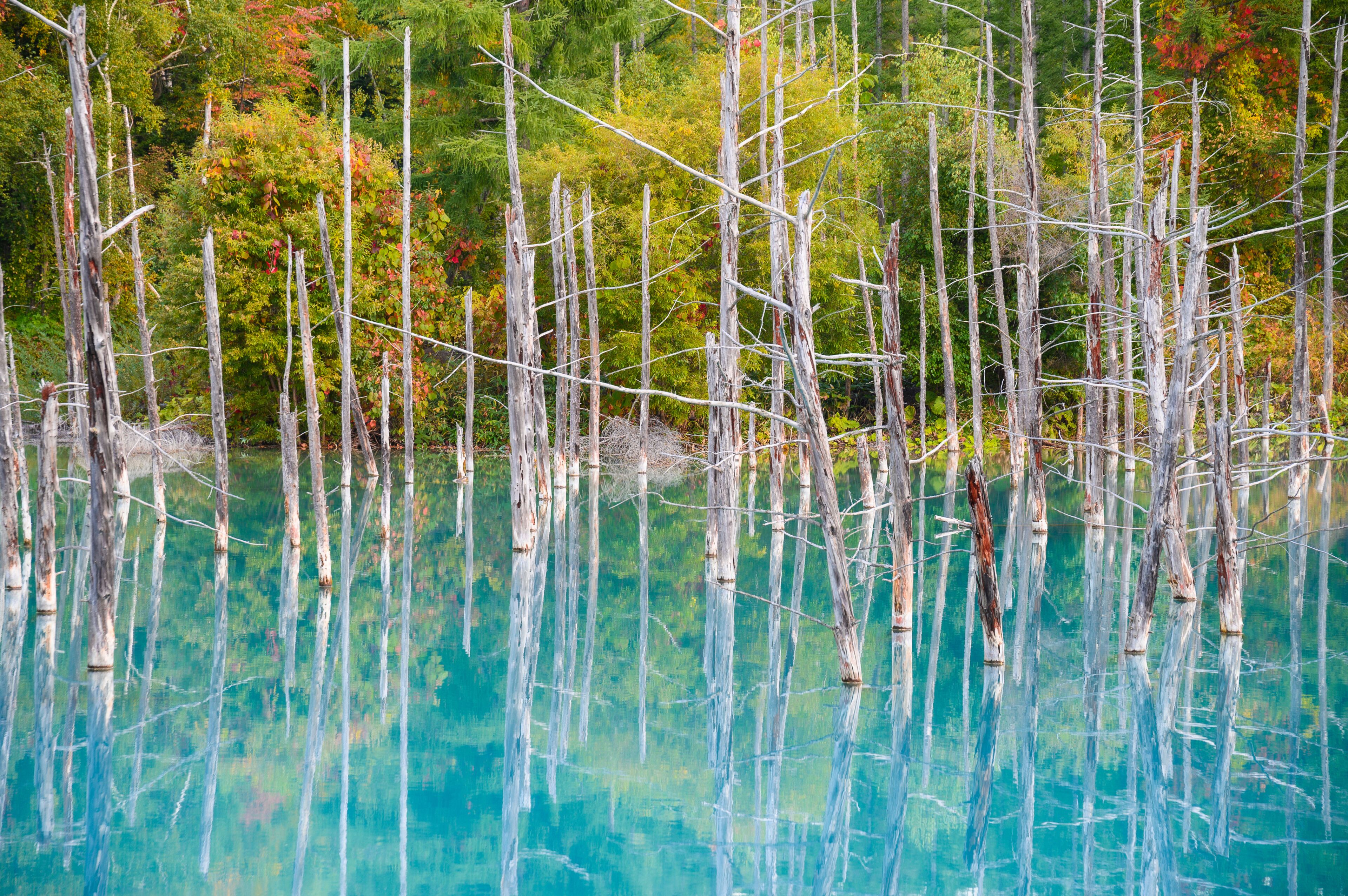 Um lago tranquilo com reflexos nítidos de árvores altas e sem folhas, e um cenário de folhagem outonal.
