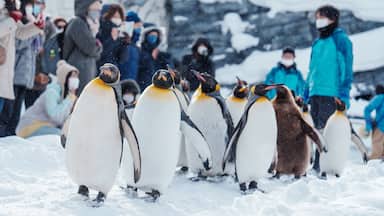 Um grupo de pinguins em terreno coberto de neve, com pessoas ao fundo.