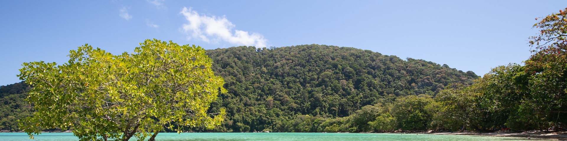 Mar turquesa transparente, uma árvore em águas rasas e uma colina arborizada ao fundo.